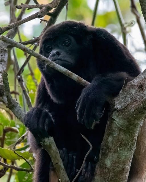 Day trip from Guayaquil to Howler Monkey Trail, Cacao Farm | GetYourGuide