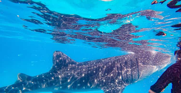 Snorkeling with Whale Shark and Island hopping to Sumilon | GetYourGuide