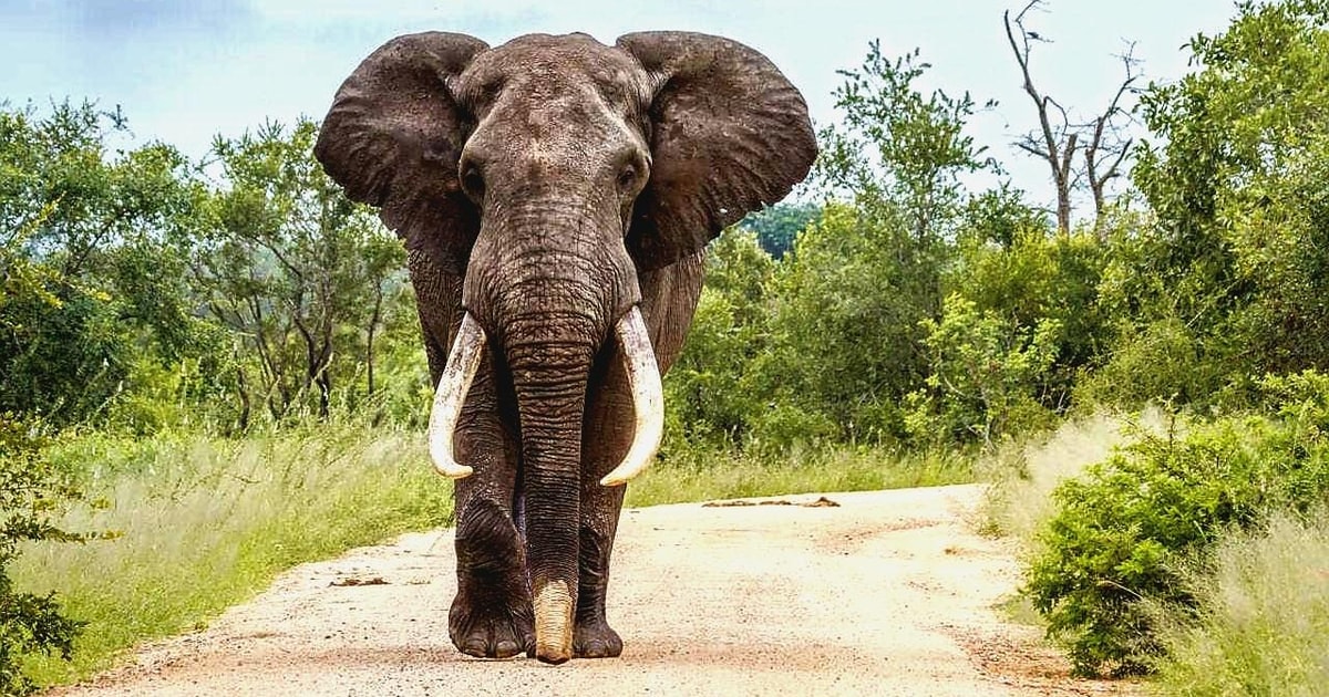 From Maputo: Special Reserve Safari with Ponto do Ouro Visit | GetYourGuide