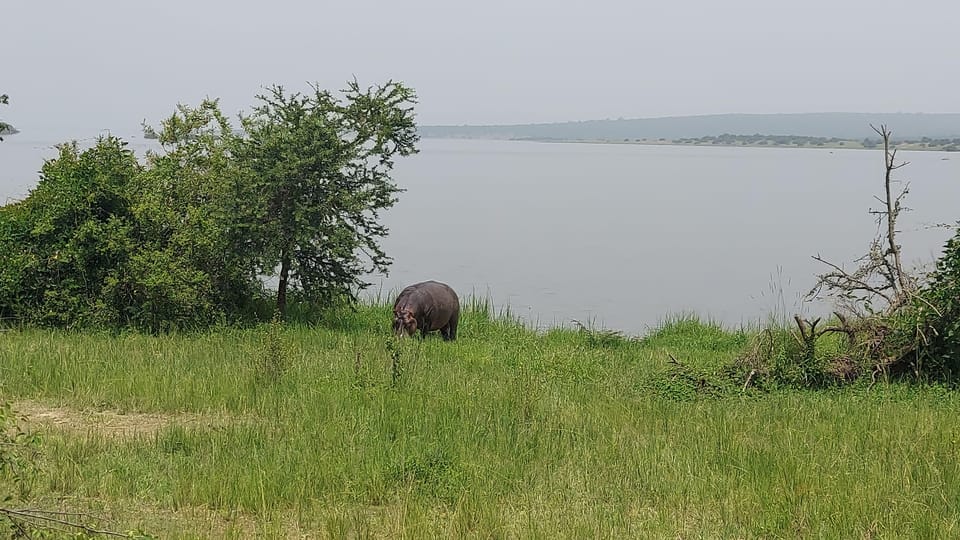 Akagera National Park Safari: A Day of Wildlife Wonders | GetYourGuide