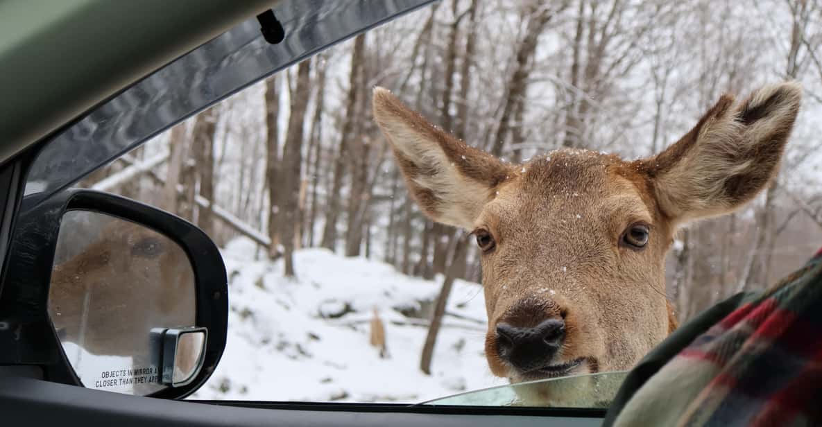 De Montréal : Safari animalier au parc Oméga avec photos pro | GetYourGuide