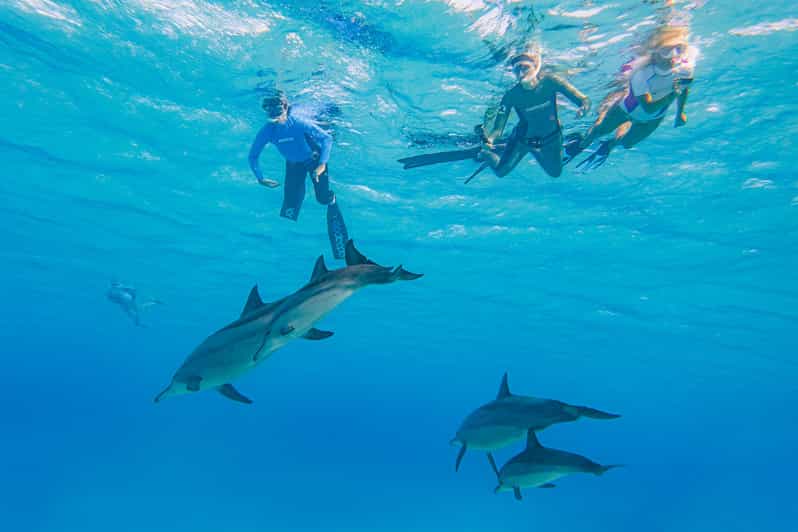Marsa Alam: Dolphin House Samadai Reef Boat Snorkeling Trip | GetYourGuide