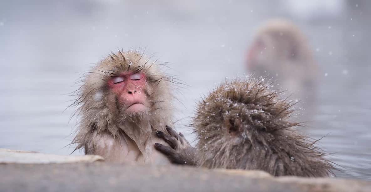 Snow Monkey, Hokusai & Sake: A Perfect Day in Nagano | GetYourGuide