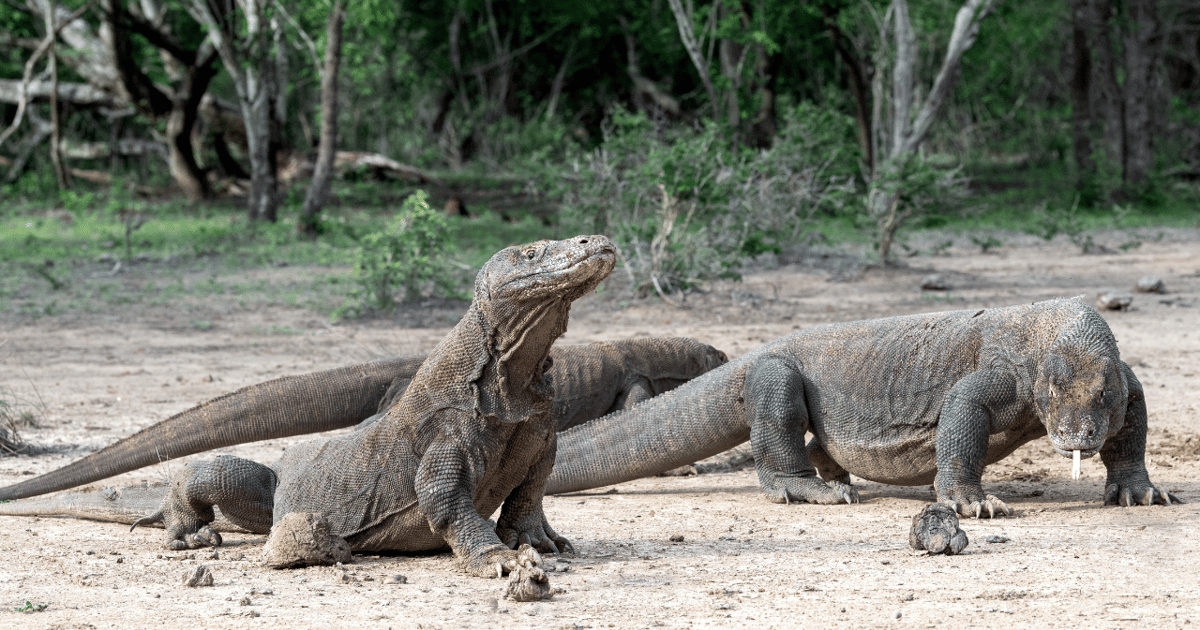 Komodo Island: 3D2N Private Speedboat, Land Tour & Hotel | GetYourGuide