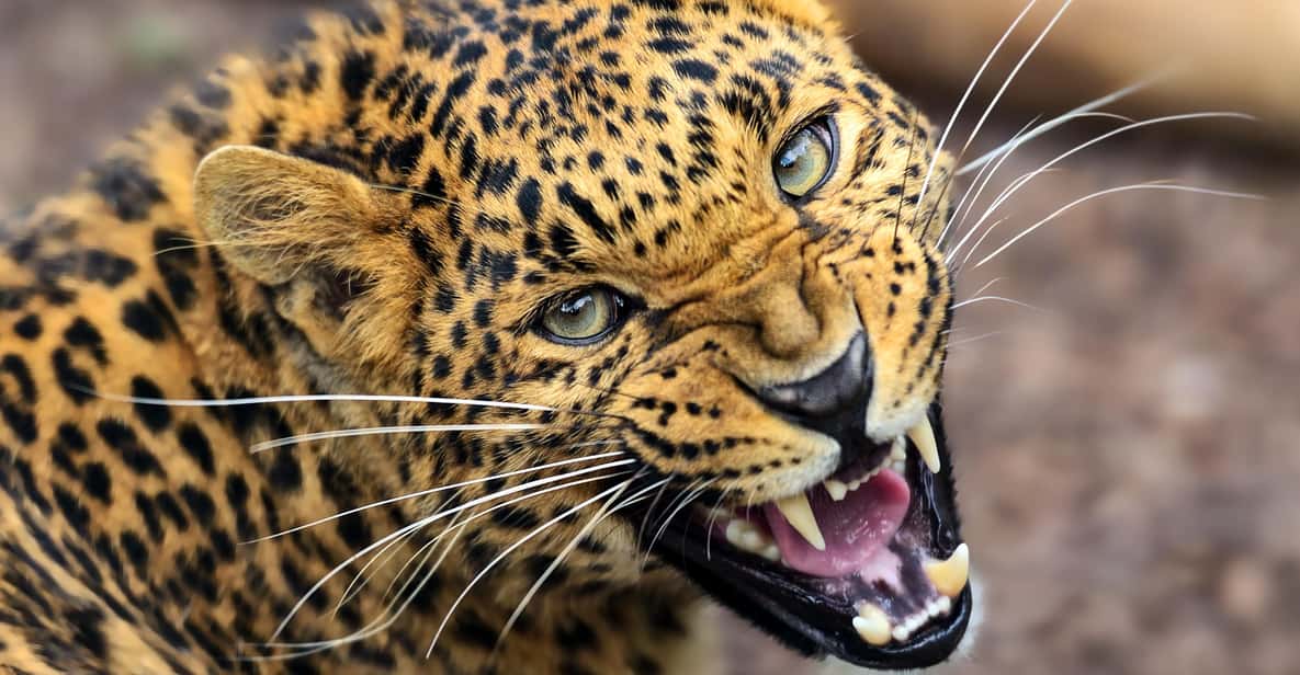 Yala blok 5 & 6 (Weheragala & Lunugamwehera) safaritours | GetYourGuide