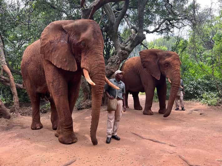 Day Trips from The Elephant Sanctuary - Hartbeespoort | GetYourGuide