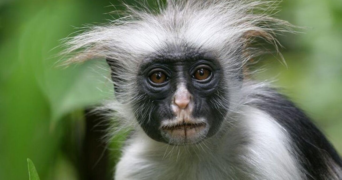 Zanzibar : promenade guidée dans la réserve forestière de Masingini ...