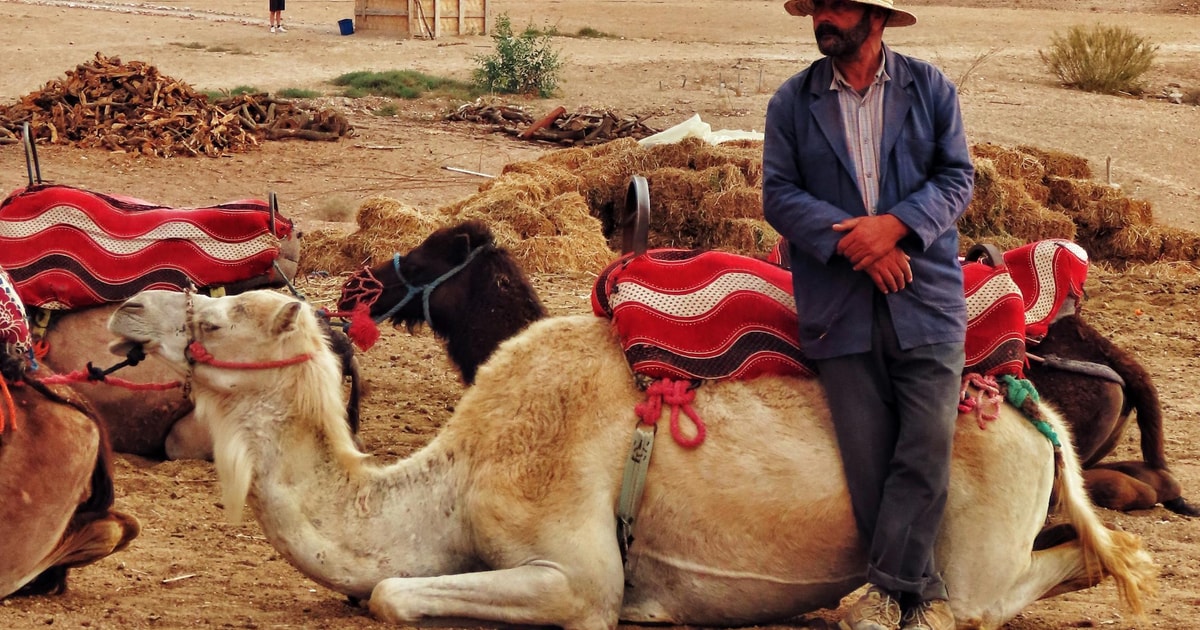 Marrakech: Agafay Desert Camel Ride with Dinner and Show | GetYourGuide