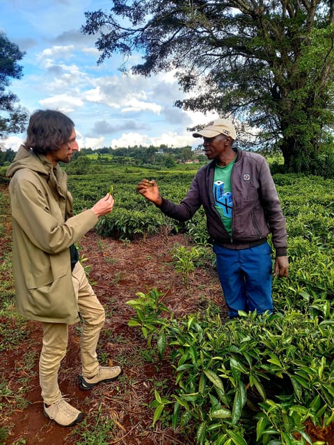 Nairobi: Half day tea farm tour with lunch and tea tasting. | GetYourGuide