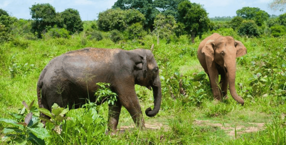 Pasikuda Escapade: A 5-Day Journey of Discovery and Relaxati | GetYourGuide