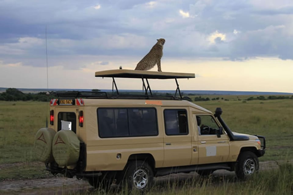 8 Days Cheetah Photographic Private Safari on a 4x4 Jeep | GetYourGuide
