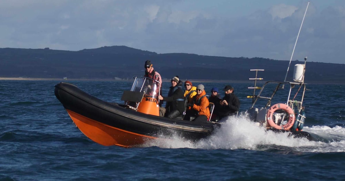 Cornwall: 2 hour Wildlife Watching RIB Tour Adventure | GetYourGuide