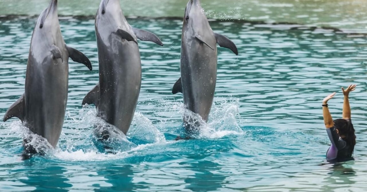 Gold Coast: Hopo Ferry & Sea World Entry Combo Ticket | GetYourGuide