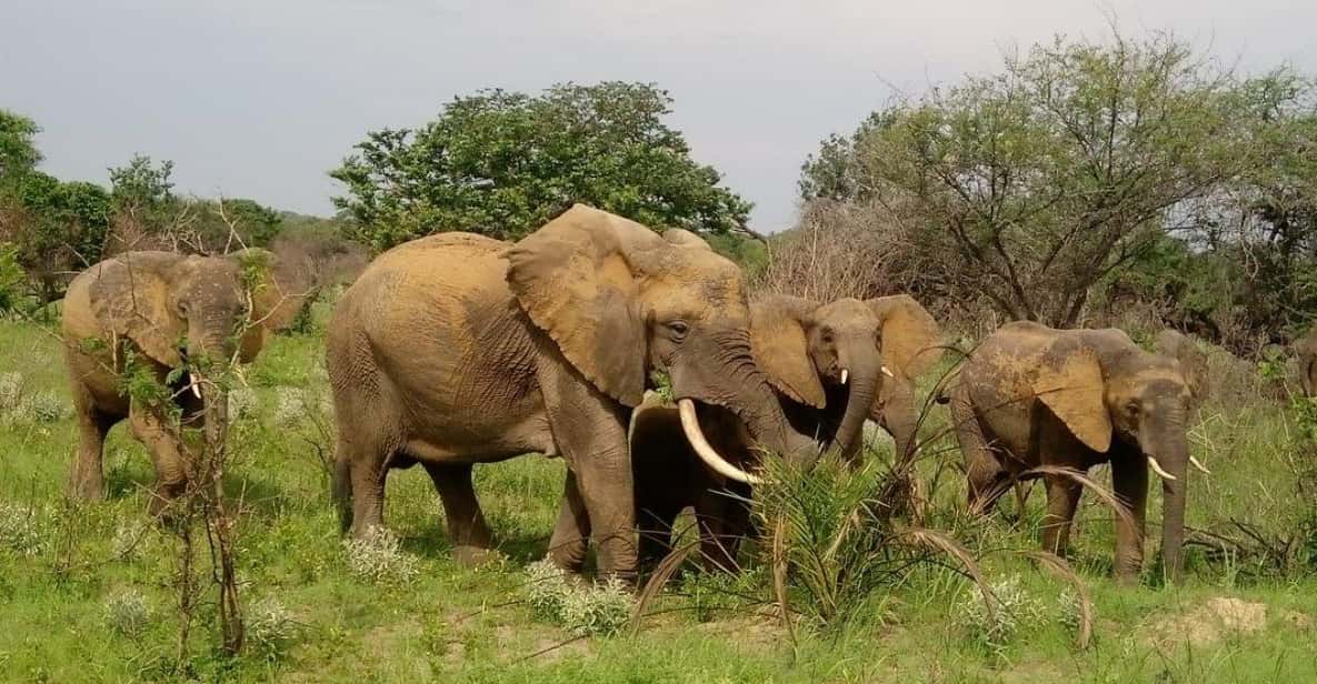 Bush & Beach Parque Nacional de Maputo | GetYourGuide