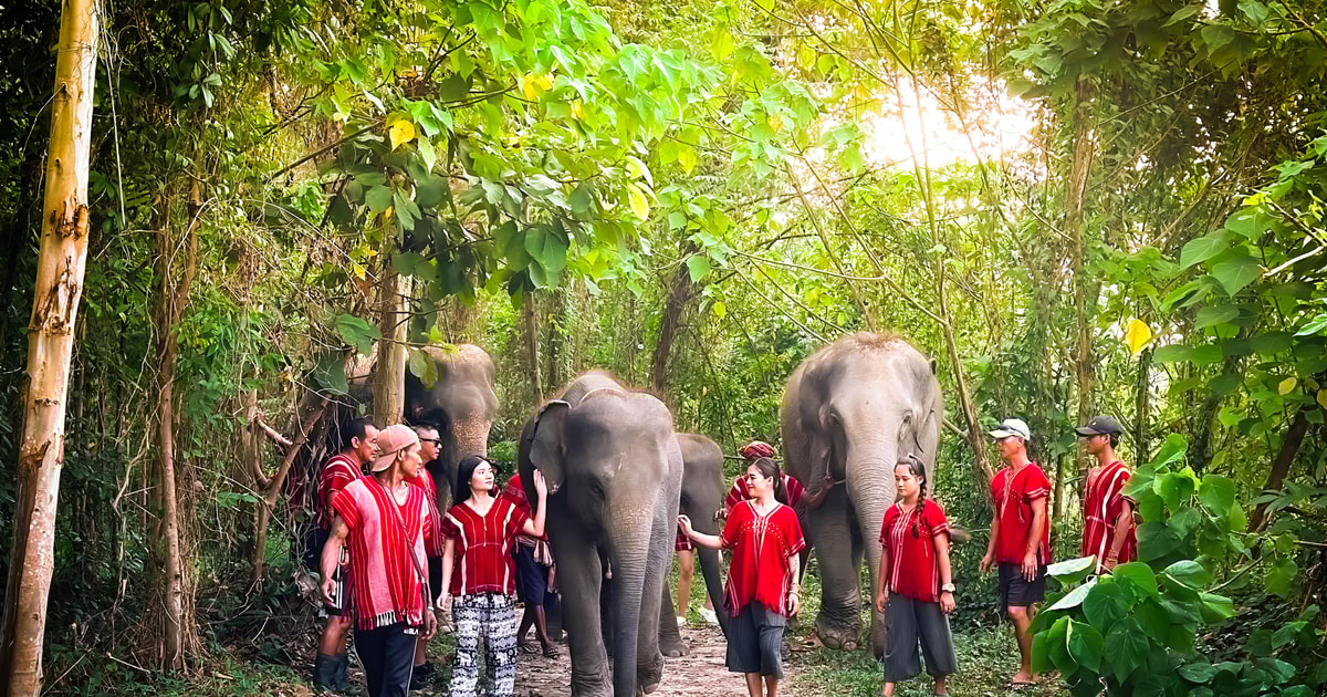 Phuket : Expérience avec les éléphants avec déjeuner ou dîner et prise ...