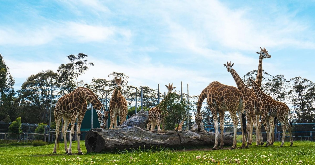 Sydney: Featherdale Wildlife Park Private Tour | GetYourGuide