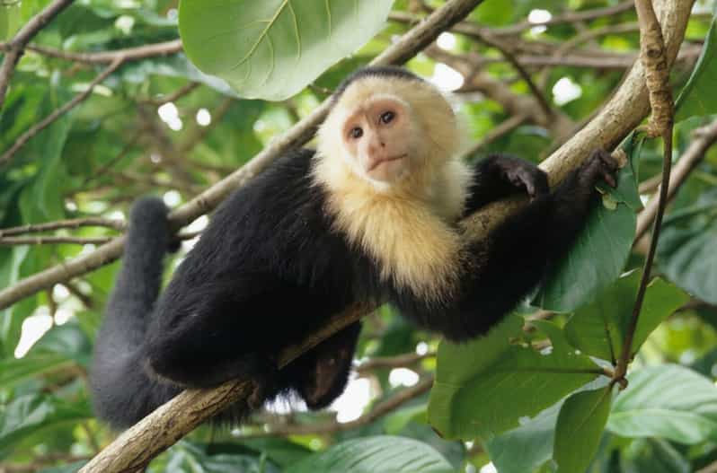 Costa Rica Mangrove Monkey Tour | GetYourGuide