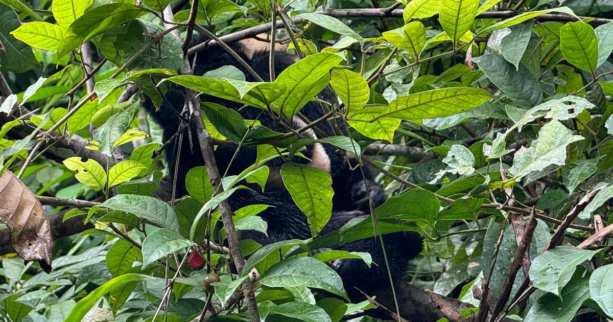 Jungle Canoe Tour | GetYourGuide