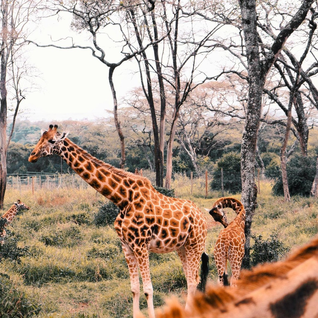Nairobi National Park and Giraffe Day Trip | GetYourGuide
