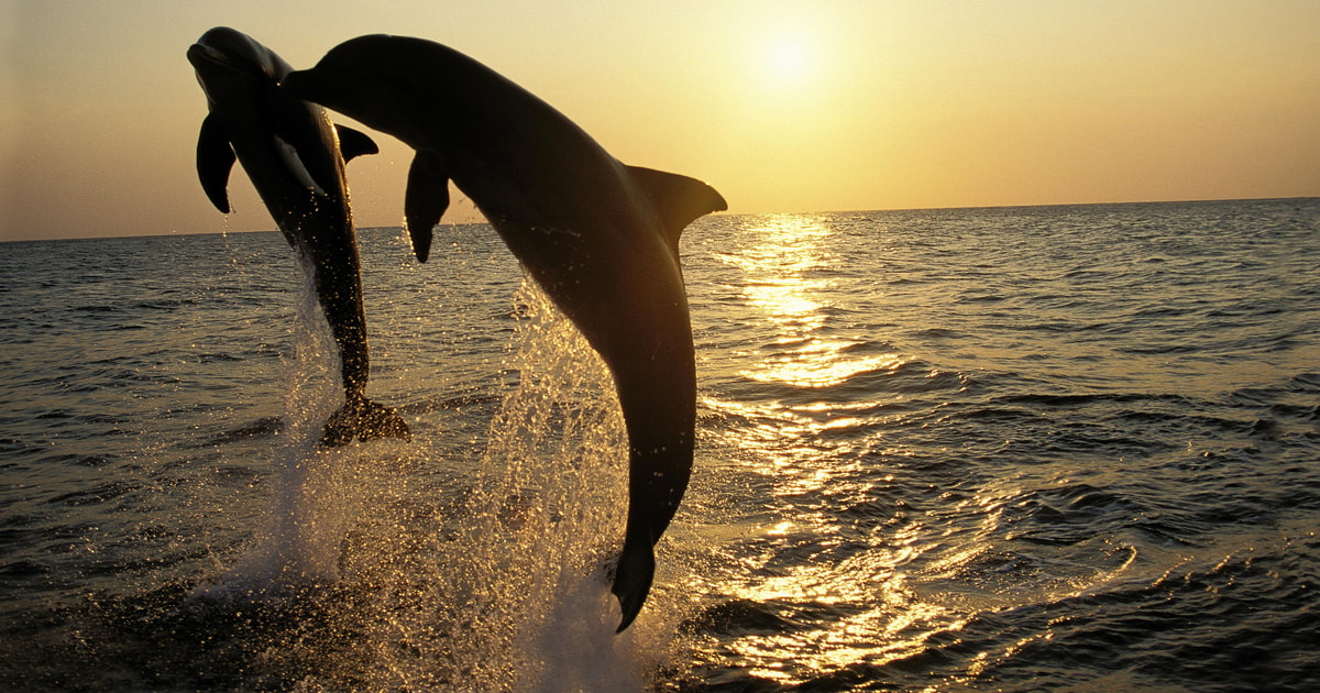 Sunset Dolphin Cruise with Dinner – Medulin Archipelago | GetYourGuide
