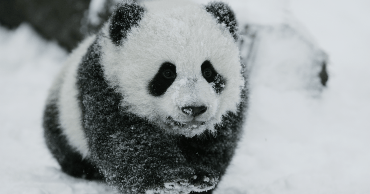 Chengdu: Giant Panda Base Reservation and Entry | GetYourGuide