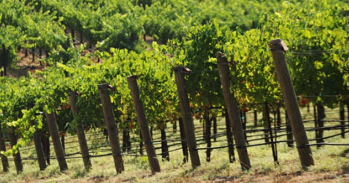 From San Francisco: Santa Rosa Wine Tasting Tour | GetYourGuide From San Francisco: Santa Rosa Wine Tasting Tour | GetYourGuide