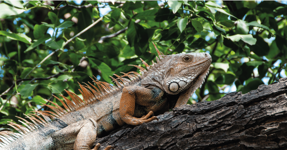 San Andres Islands: Special City Tour with Ground Transportation ...