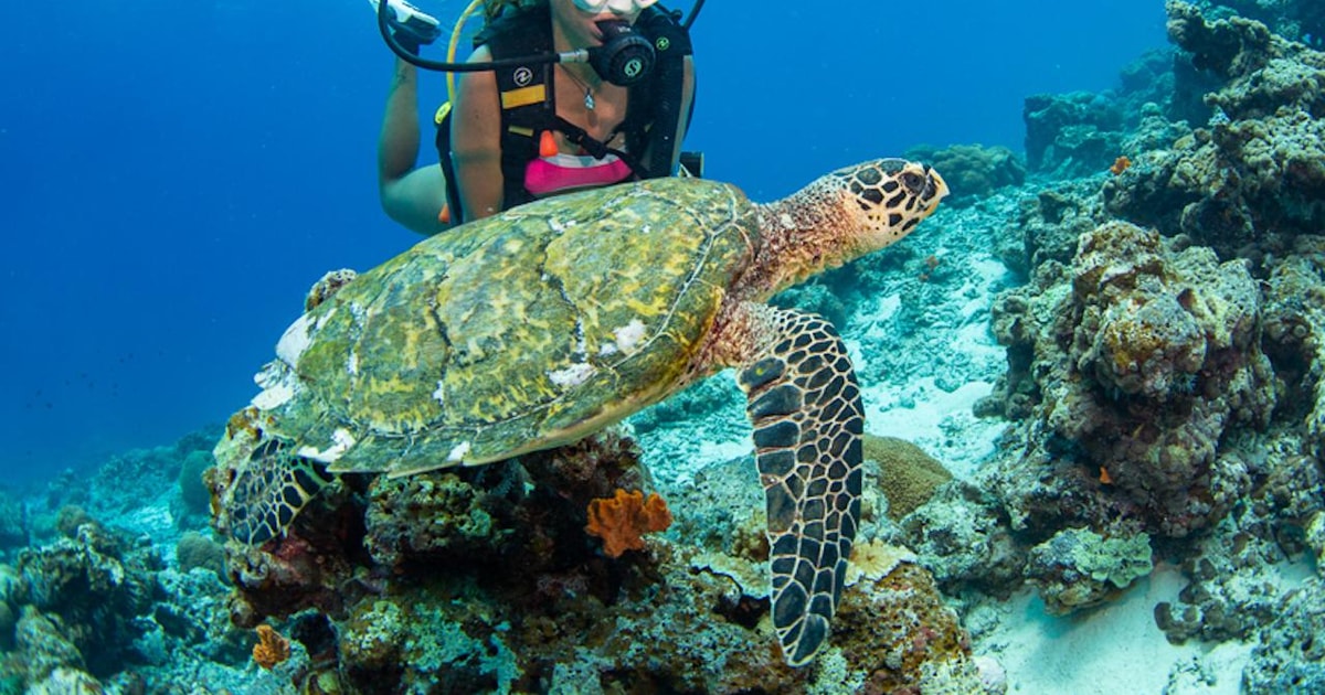 Gili Meno : découvrez la plongée sous-marine pour la première fois ...