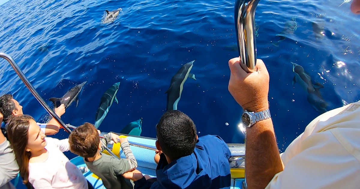 Tour en barco con fondo de cristal Beluga Submarine con opción de ...