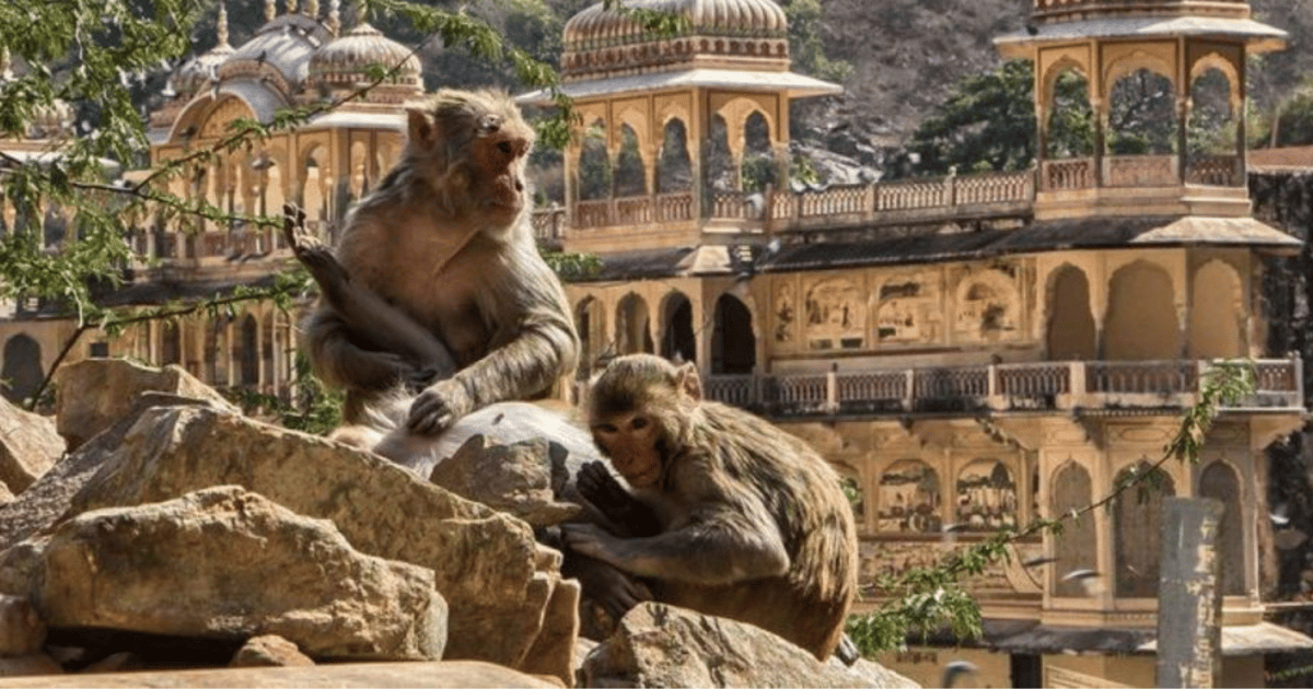 Jaipur:Tour turístico privado con el Templo de los Monos (Galtaji ...