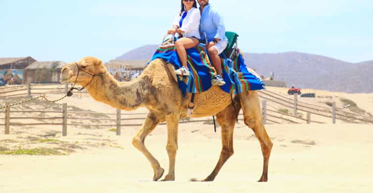 Cabo San Lucas: Camel Riding Experience with Snacks | GetYourGuide