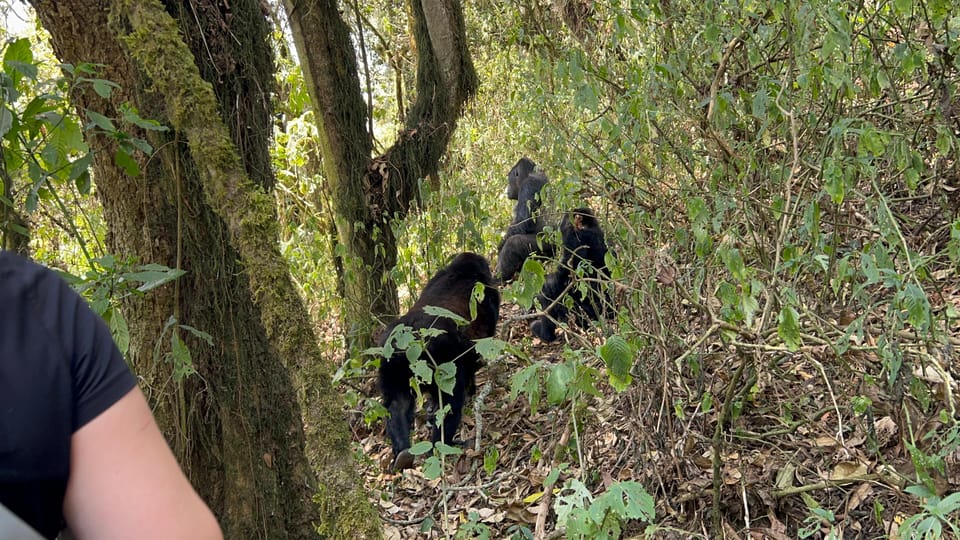 4 Day Congo (DRC) Lowland Gorilla Tracking from Kgl Rwanda | GetYourGuide