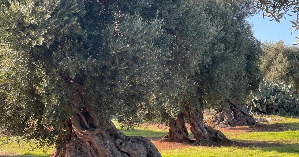 Ostuni: Olivenöltour mit Verkostung und Besuch der Mühle | GetYourGuide
