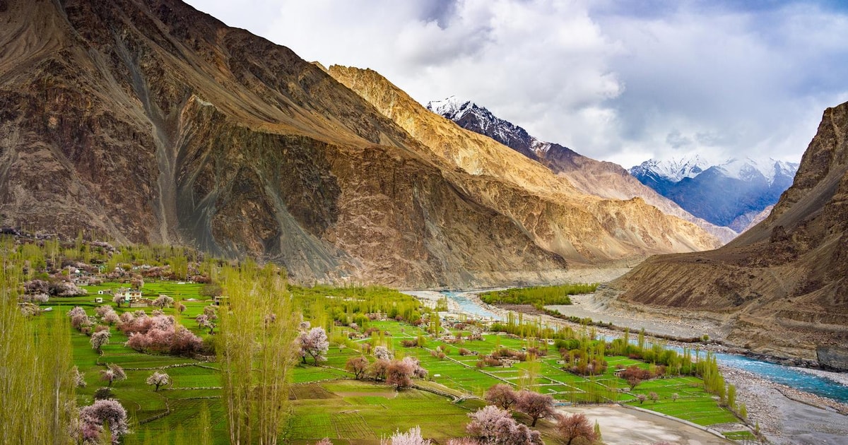 Exploring the Apricot Blossoms of Ladakh | GetYourGuide