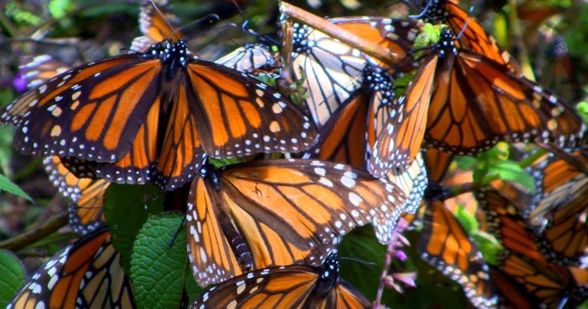 Monarchfalter: Biosphärenreservat und Xmas Town | GetYourGuide