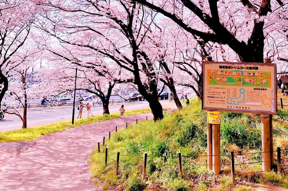 Tokyo Area: Sakura Blossom Viewing, Temple, 1-Day Tour | GetYourGuide