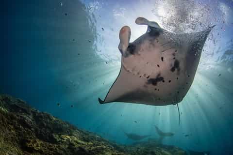 Manta Point, Nusa Penida - Book Tickets & Tours | GetYourGuide