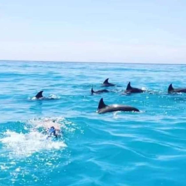 Zanzibar: Mnemba Island Dolphins & Snorkeling half day tour | GetYourGuide