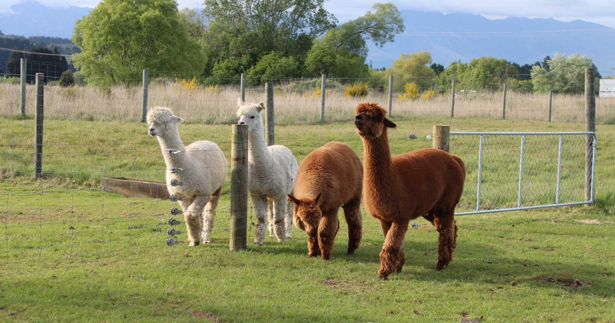 Te Anau: Farm Experience, Milford Sound Cruise & Coach | GetYourGuide