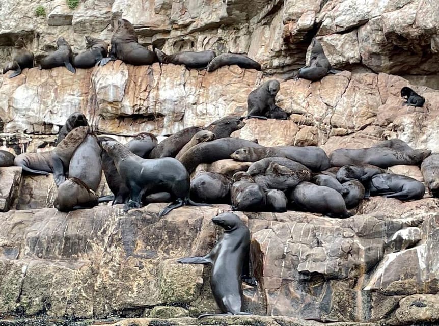 Plettenberg Bay: Seal Viewing Boat Trip | GetYourGuide