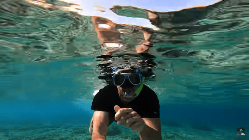 Cebu:Whale Shark Encounter &Moalboal Sardines &Turtle Thrill | GetYourGuide