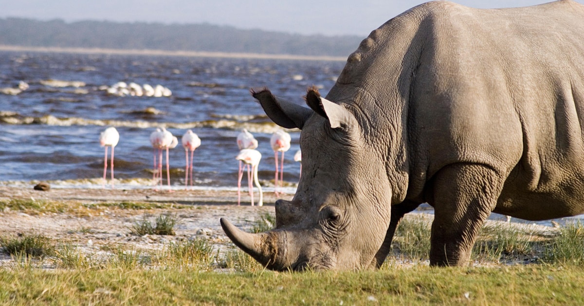 Jambo Kenya: Easy Ticket Booking for Global Adventurers | GetYourGuide