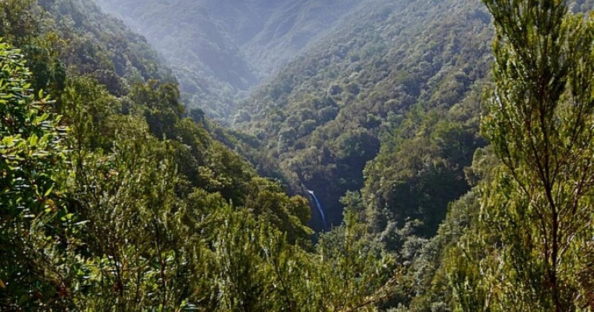 Funchal: Levada Caldeirão Verde Waterfalls and Forests Hike | GetYourGuide