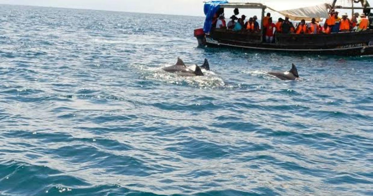 Wasini Island Tour For Dolphin Watching & Snorkeling | GetYourGuide