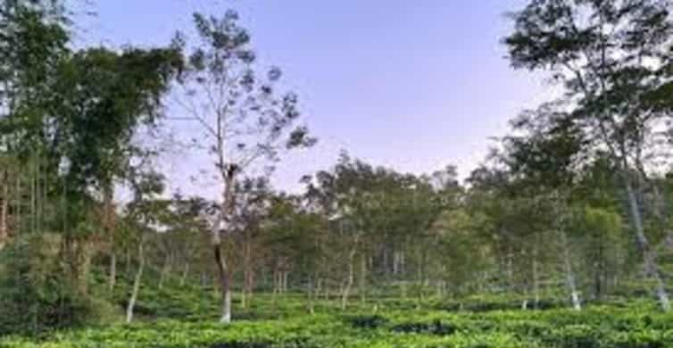 From Sylhet: Srimangal Tea Garden & Rainforest 4 Day Tour | GetYourGuide