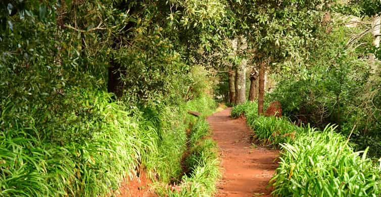Vale Paraíso Rochão Madeira Island Walk | GetYourGuide