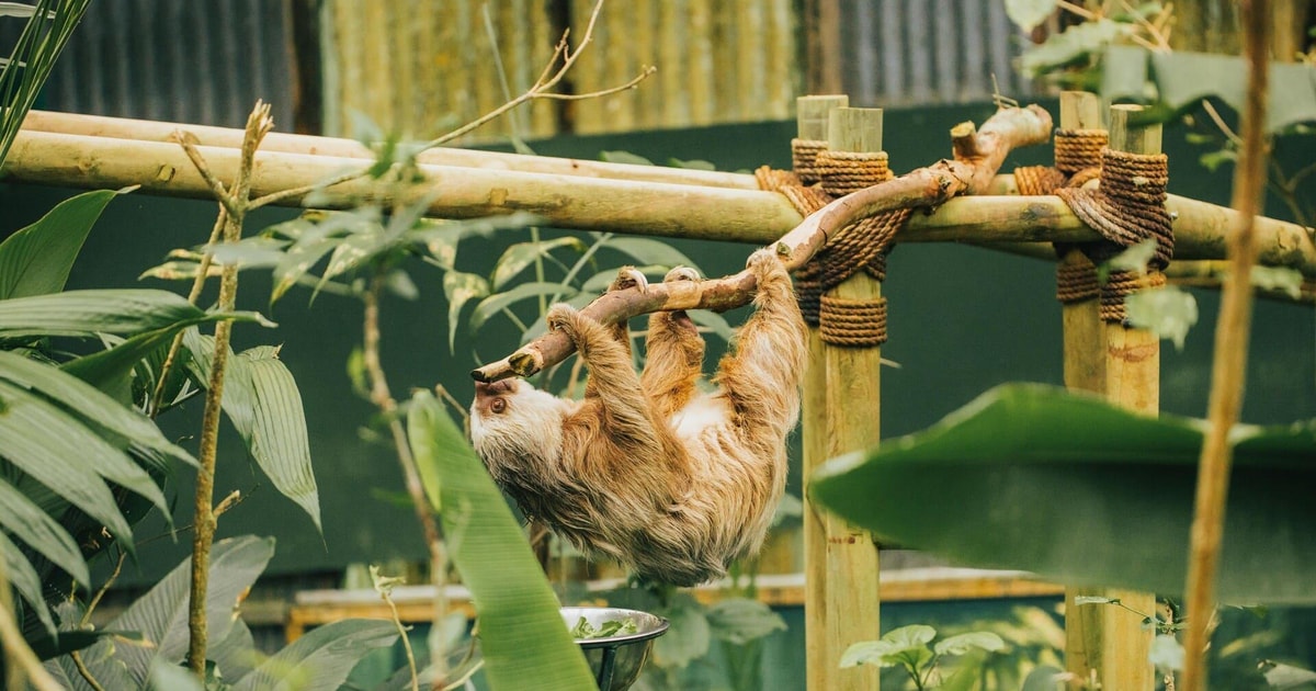 Monteverde: Jade Pack Selvatura Park Zipline & Sloth Tour | GetYourGuide