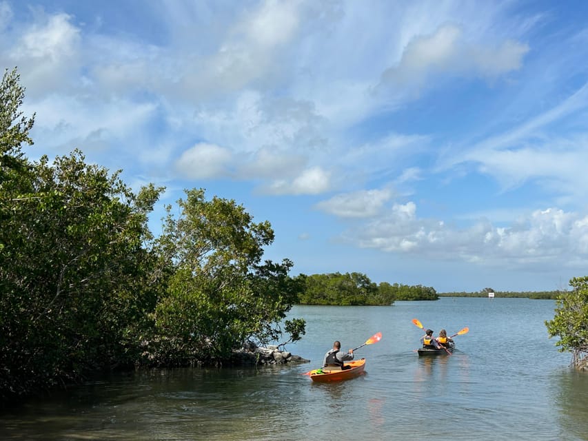 Marco Island: Mangrove Maze Kayak Tour (2hrs) | GetYourGuide