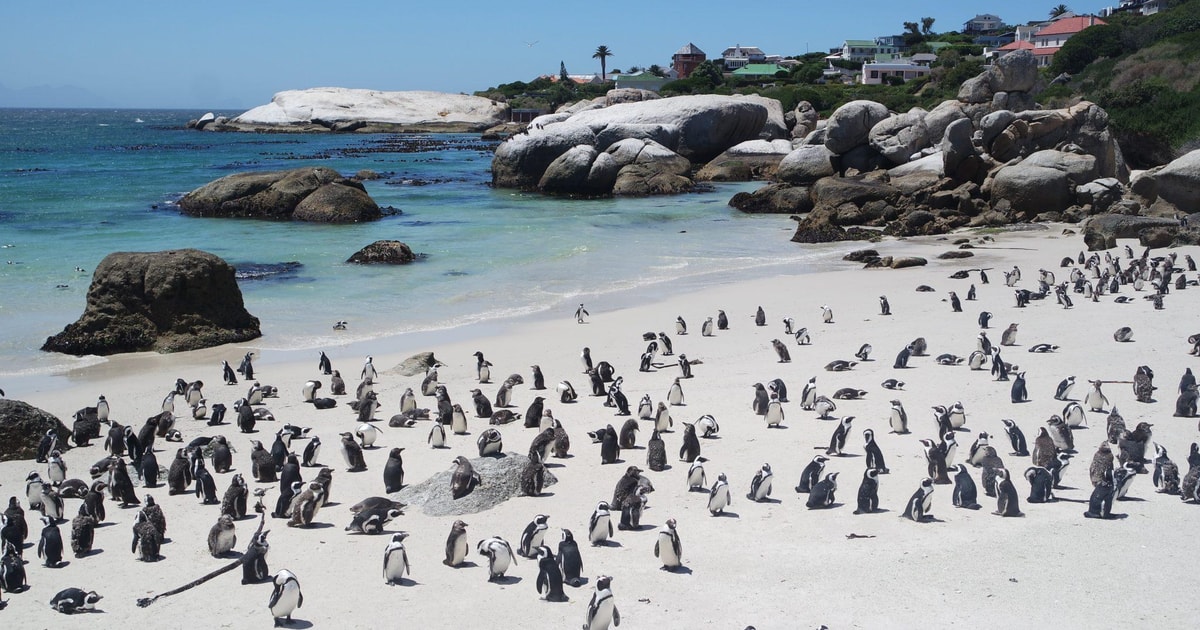 Private Day Tour Cape Point, Kap der Guten Hoffnung & Pinguine. | GetYourGuide