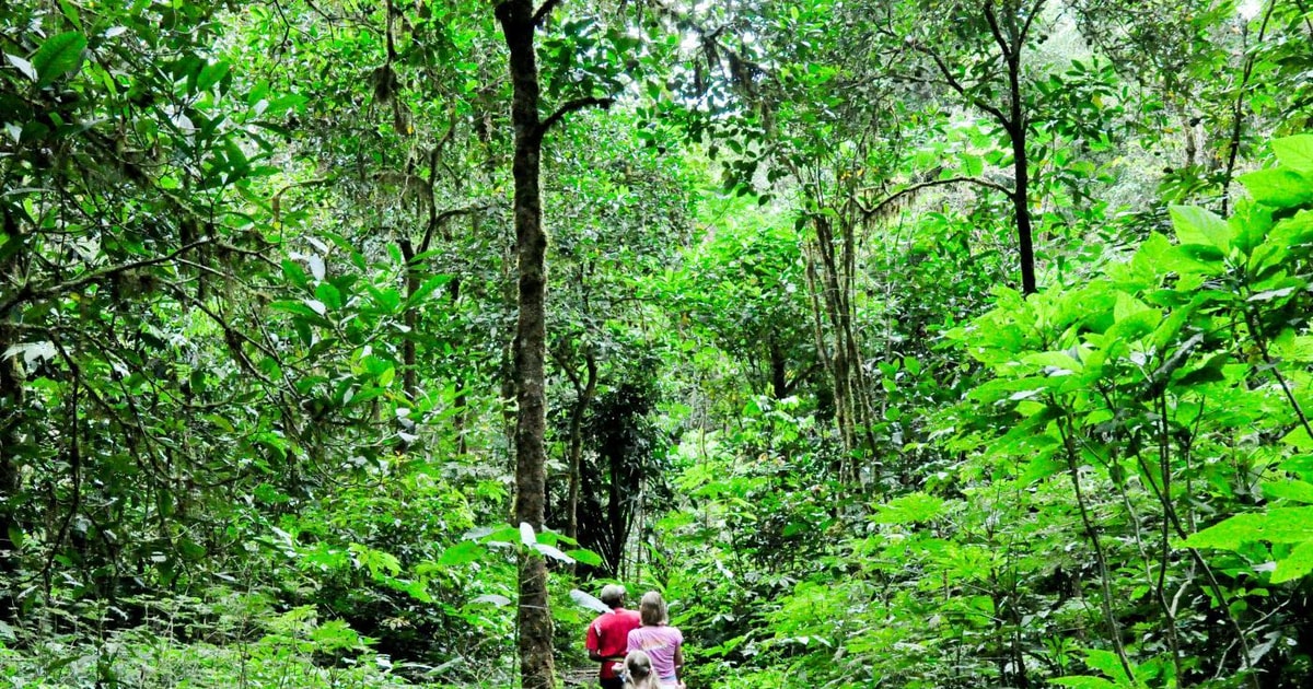 Munduk/Bali: Tamblingan Lake Rainforest Trekking & Canoeing | GetYourGuide